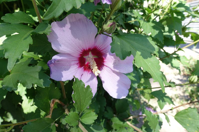 Pale Pink Flower in the Leafage of Hibiscus Syriacus Stock Image ...