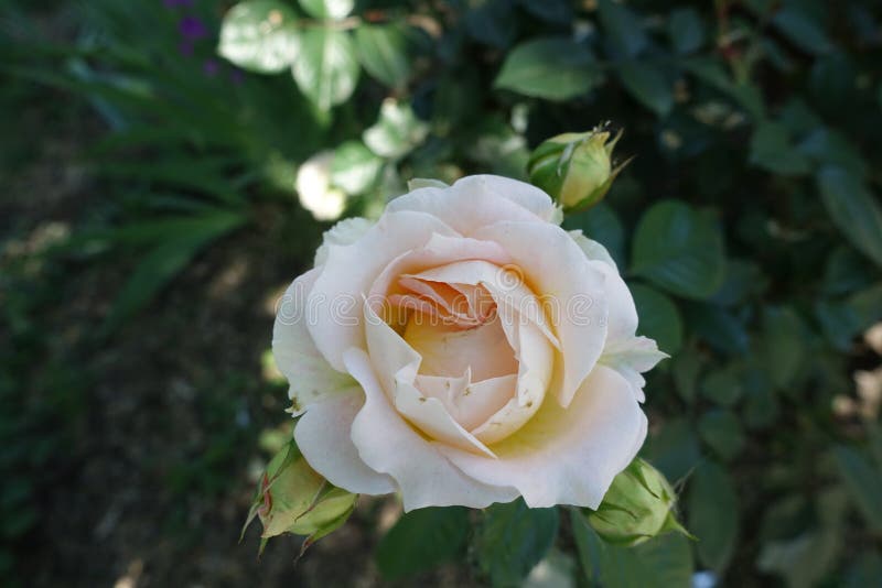 Pale pink flower of rose stock image. Image of foliage - 140364171