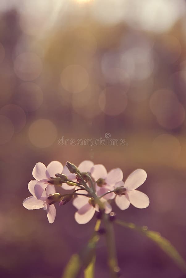 Pale Pink Flowers with Bokeh in the Background Stock Image - Image of ...