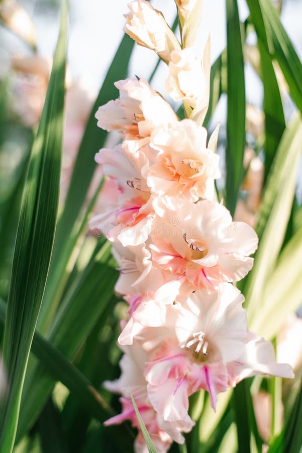 Pale Pink Flowers of Gladiolus Samara in the Garden Stock Image - Image ...