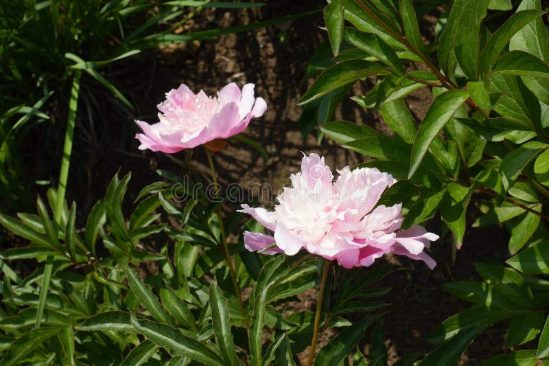 Pale Pink Pink Flowers of Two Peonies in June Stock Photo - Image of ...