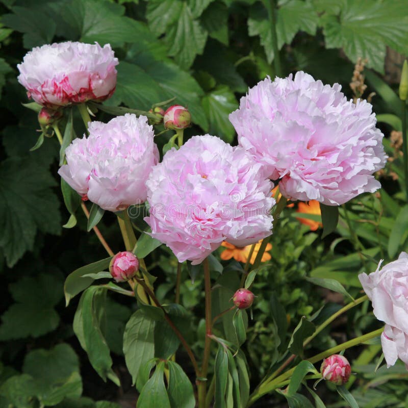 Pale Pink Peony Flowers in a Garden in Spring Stock Photo - Image of ...