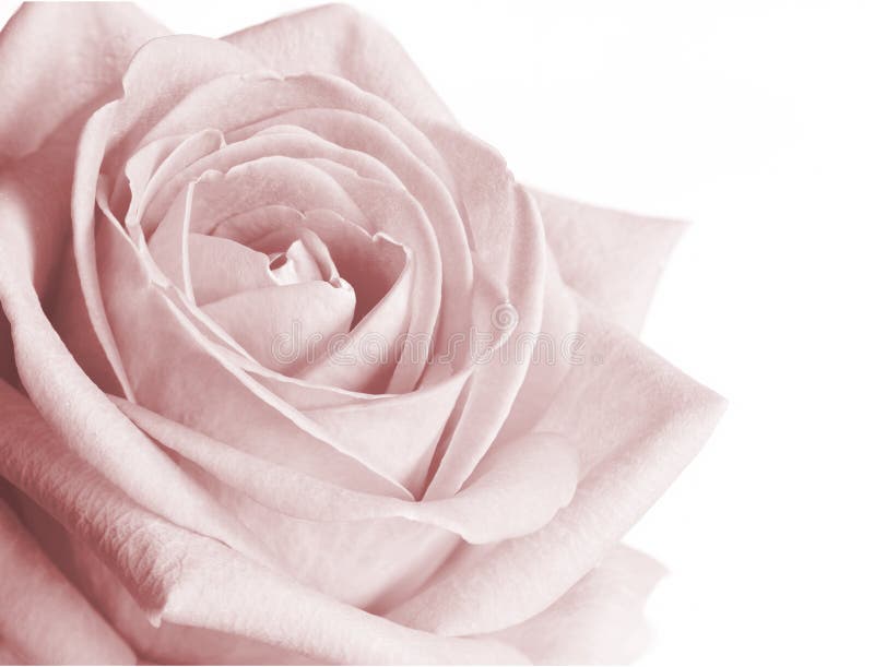 Pale pink rose stock photo. Image of beautiful, beauty - 25454102