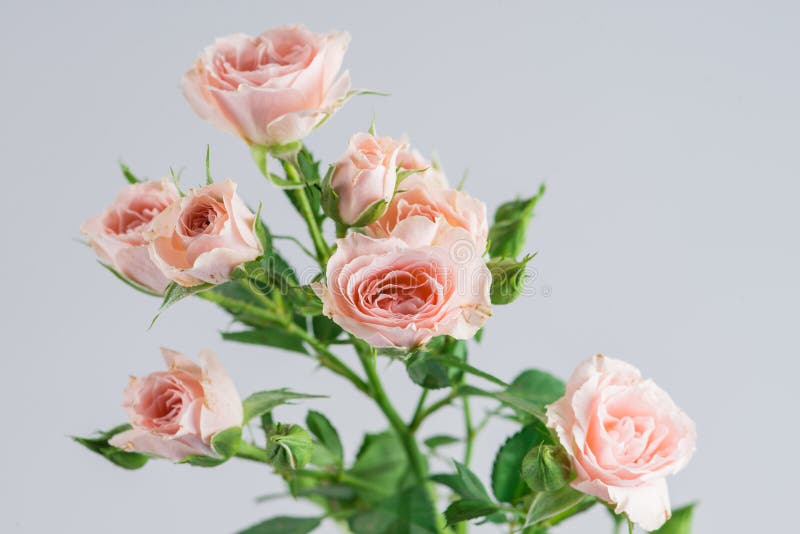 Pale Pink Rose Bush on a Floral Background Stock Photo - Image of ...