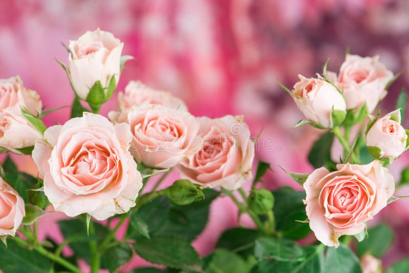 Pale Pink Rose Bush on Pink Background Stock Image - Image of gardening ...