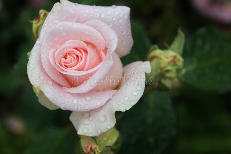 Pale Pink Rose with Rose Droplets Closeup Selective Focus Stock Photo ...