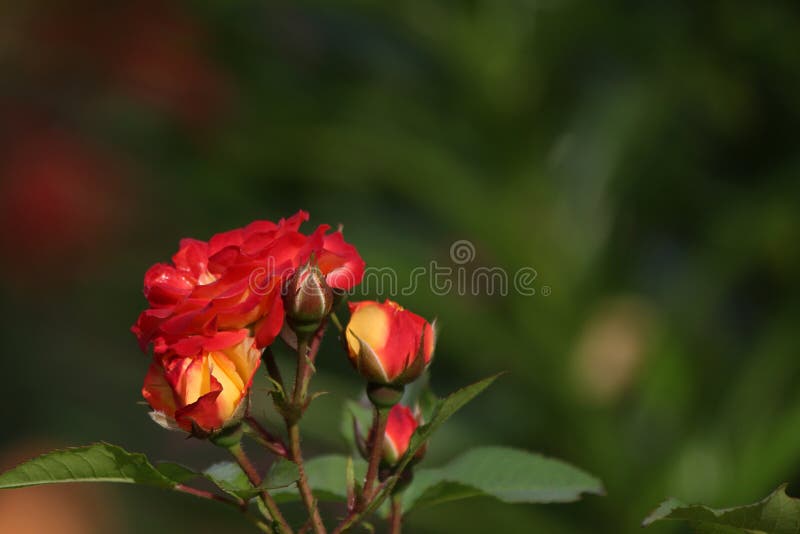 Pale Pink Rose with Rose Droplets Closeup Selective Focus Stock Image ...