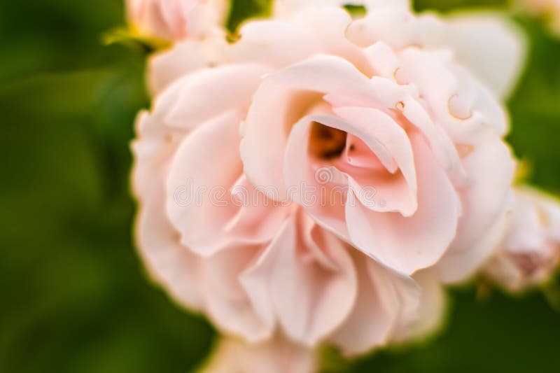 Pale Pink Rose Flower Detail.. Stock Photo - Image of color, floral ...