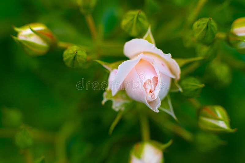 Pale Pink Rose Flower Detail.. Stock Photo - Image of leaf, flora: 385604648