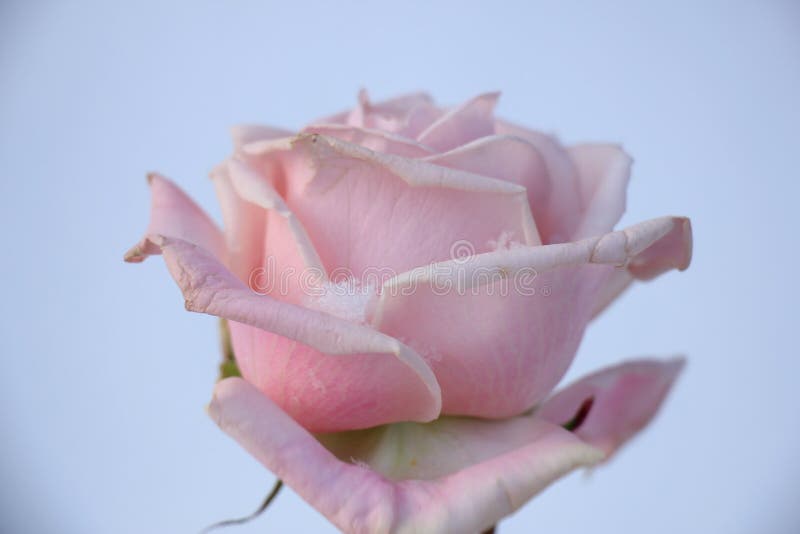 Pink rose in the snow stock photo. Image of concept - 101056076