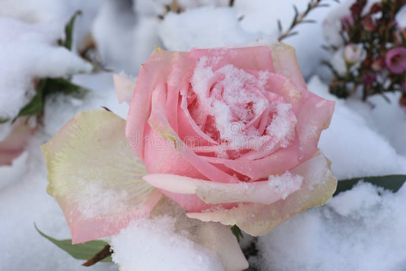 Pink rose in the snow stock image. Image of rose, white - 98891959