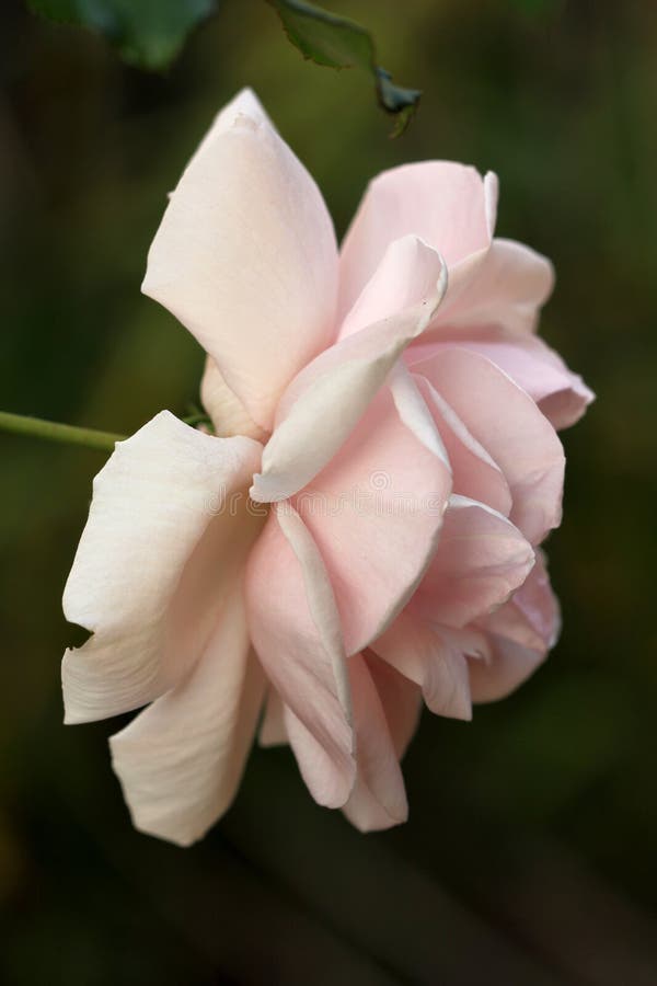 Pale pink rose stock image. Image of rosebud, flower - 34731273