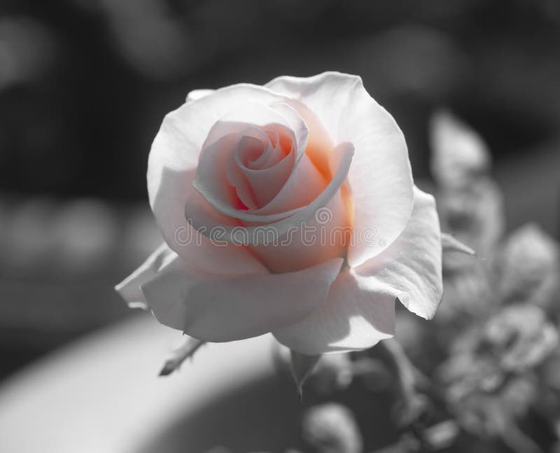 Pale pink rose stock image. Image of gardening, background - 206233929