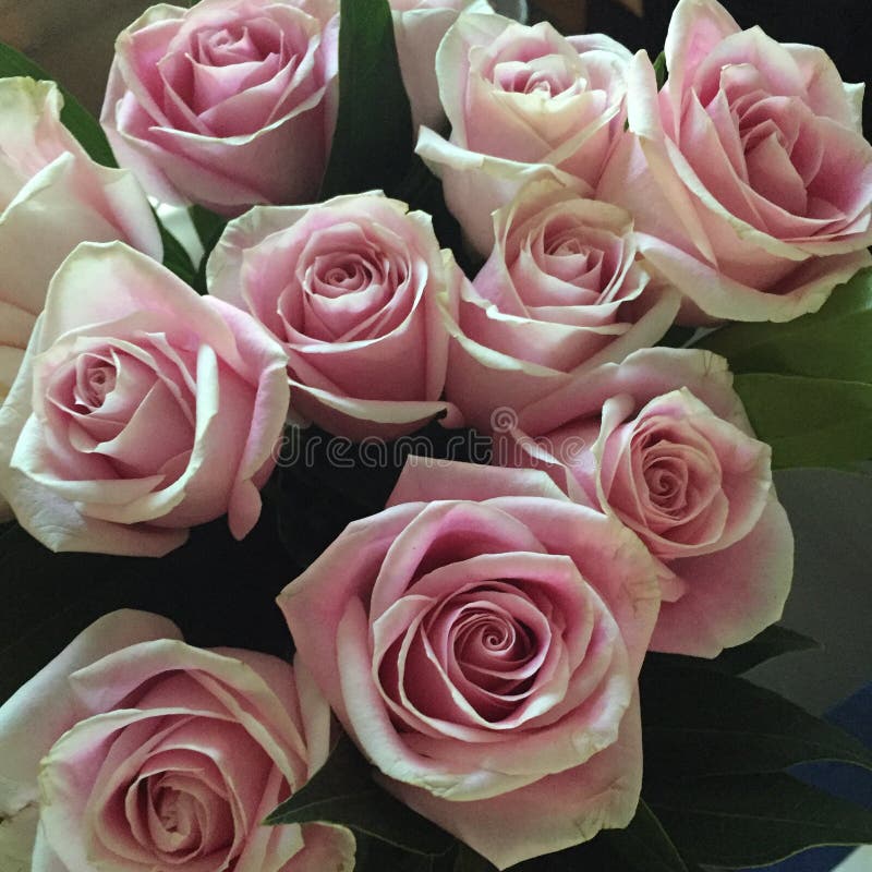 Pale pink roses stock image. Image of roses, flowers - 73940277