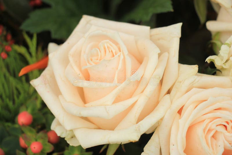 Pale pink roses stock photo. Image of flowers, flower - 83530180