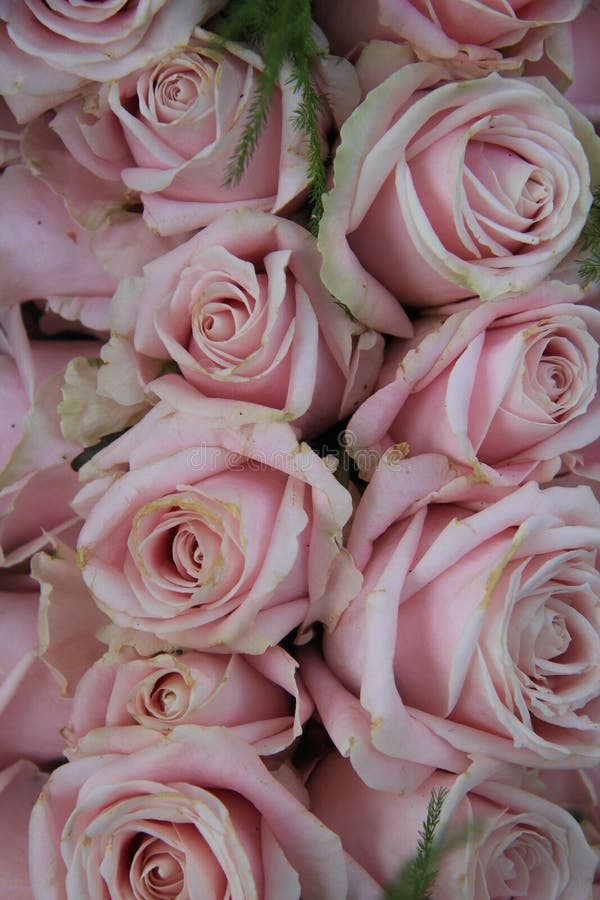 Pale pink roses stock image. Image of bouquet, love, wedding - 80473015