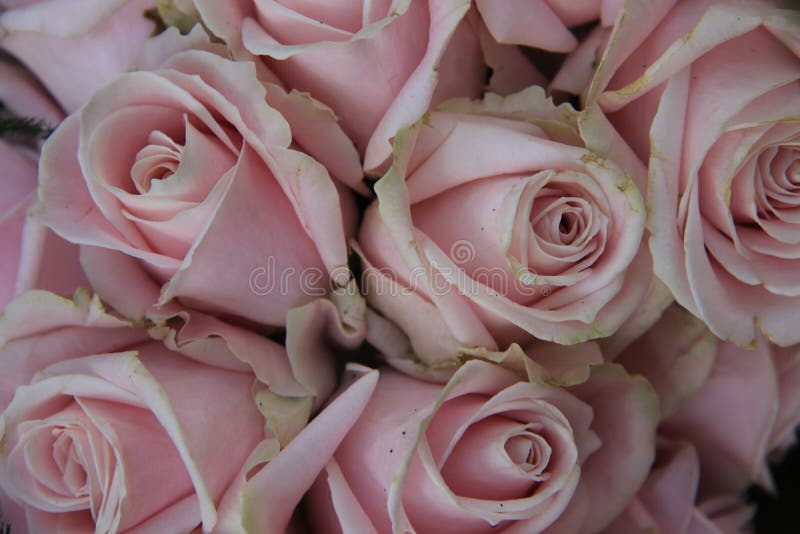Pale pink roses stock photo. Image of wedding, roses - 91858582