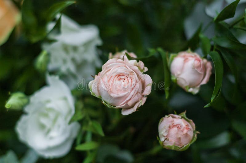 Pale Pink Roses in Flower Arrangement Stock Photo - Image of pistachio ...