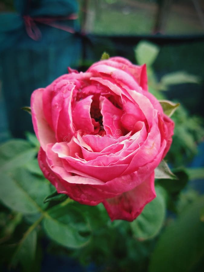 Pale Pink Roses in Full Bloom Stock Image - Image of pale, pink: 255893591