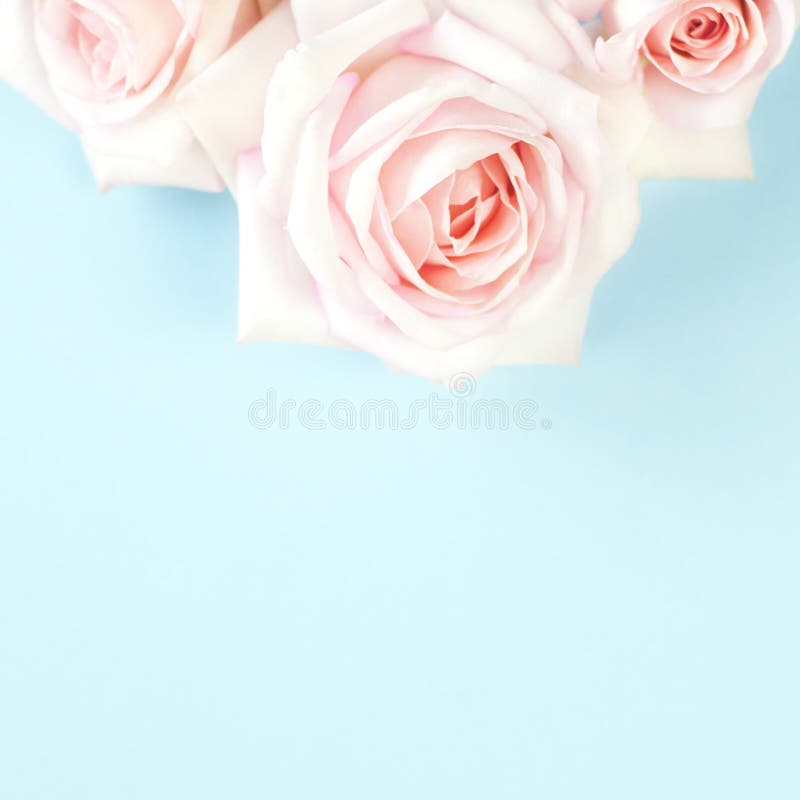 Pale Pink Roses on a Light Blue Background Stock Photo - Image of ...