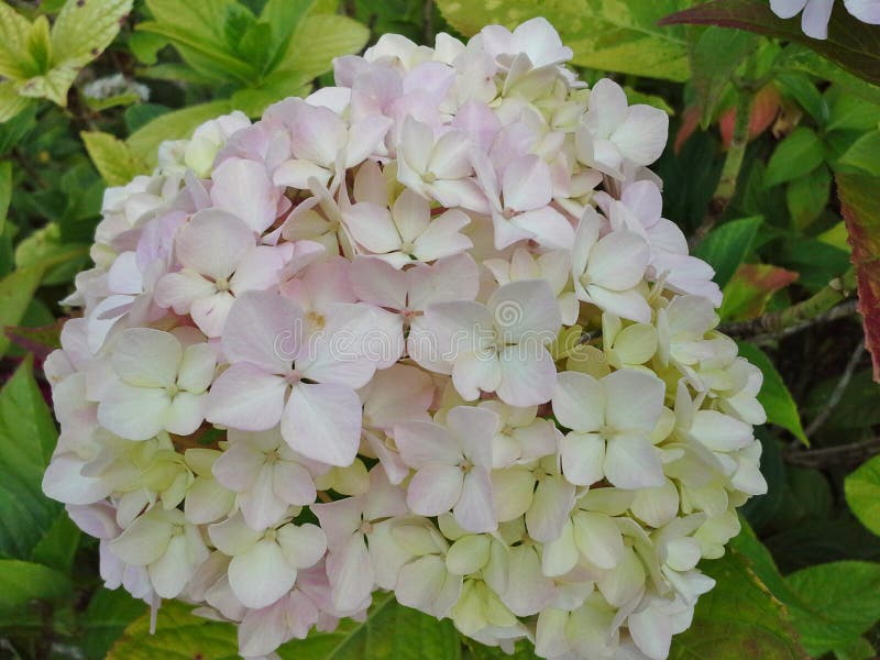 Pale Pink and White Hydrangea Stock Photo - Image of flower, hydrangea ...
