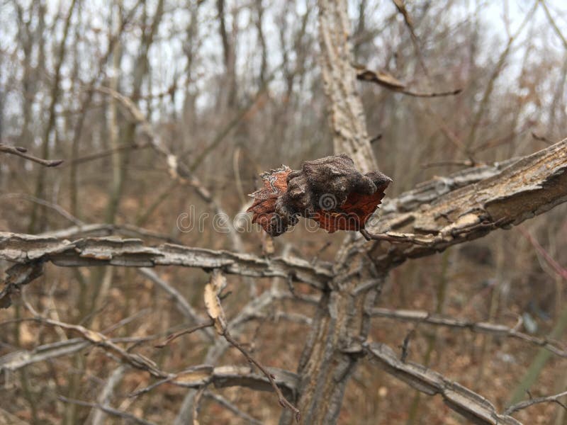 Pale Plant. Forest, Trees. Autumn. Stock Photo - Image of closeup ...