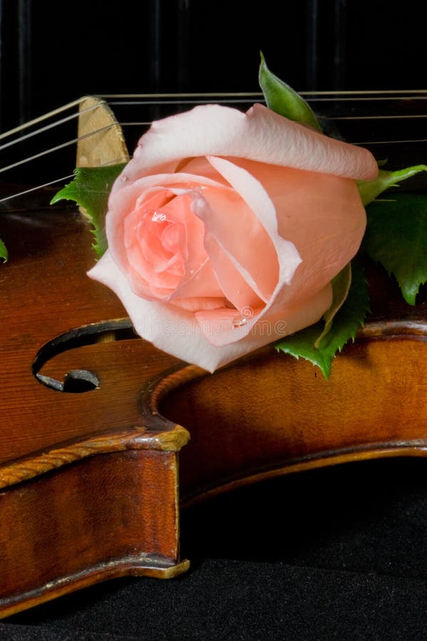 Rose and Violin stock image. Image of musicnotes, sheet - 3807443