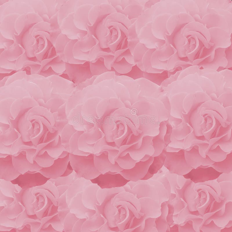 Pale roses pink template stock illustration. Illustration of postcard ...