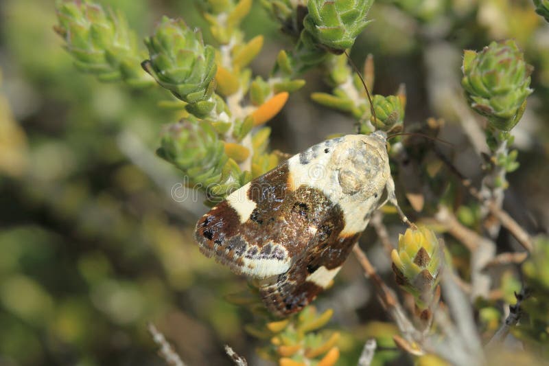 Pale Shoulder Moth Stock Photos - Free & Royalty-Free Stock Photos from ...