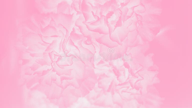 Pale Pink Abstract Background. Floral Gradient Background, Delicate ...