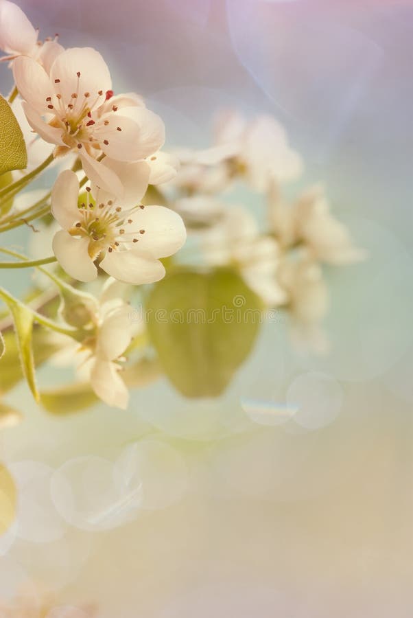 Pale Spring stock image. Image of blooming, beautiful - 30418299