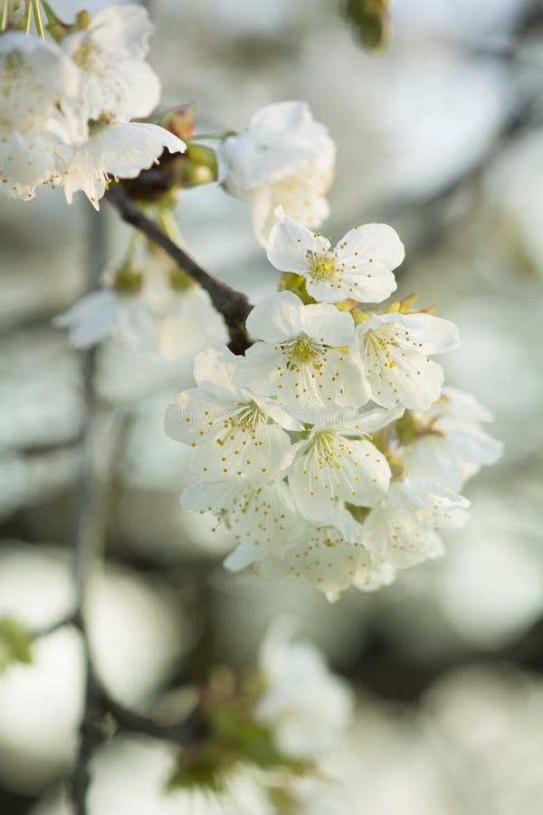 Pale Spring blossom macro stock photo. Image of fresh - 39998418