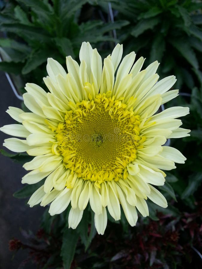 Pale Sunflower foto de stock. Imagem de jarda, jardim - 54120978