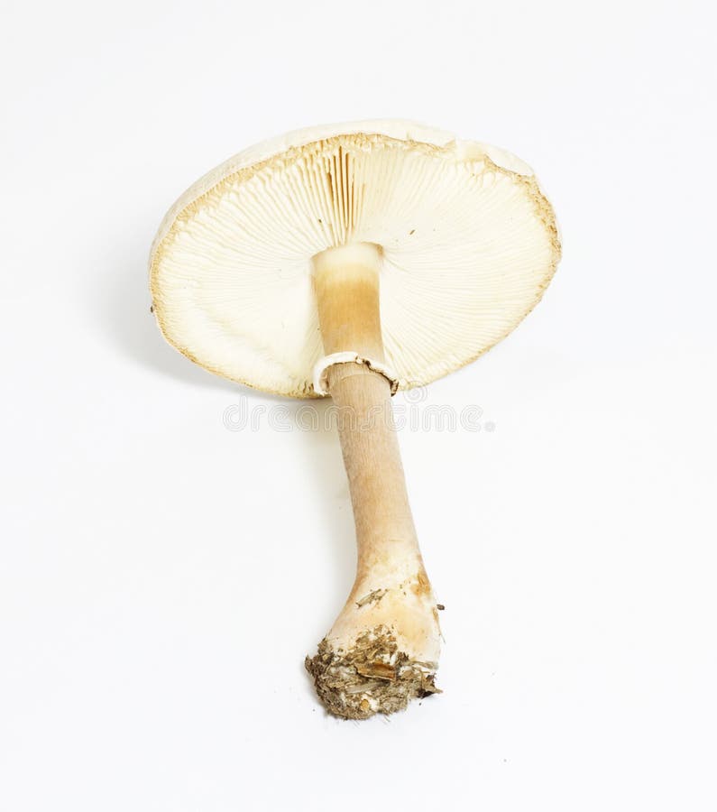 Pale toadstool stock photo. Image of vertical, fall, gills - 23221710