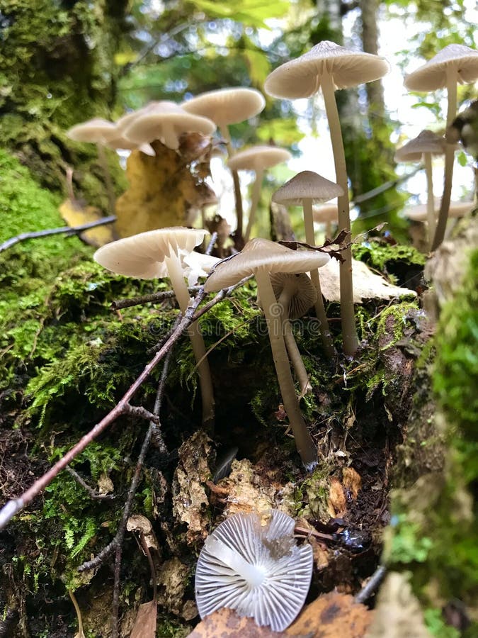 Two pale toadstools stock image. Image of food, mycology - 215480723