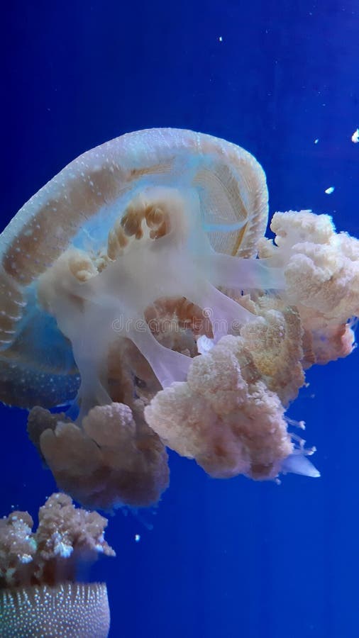 A Pale, Translucent Jellyfish with a Cloud-like Cluster of Tentacles ...