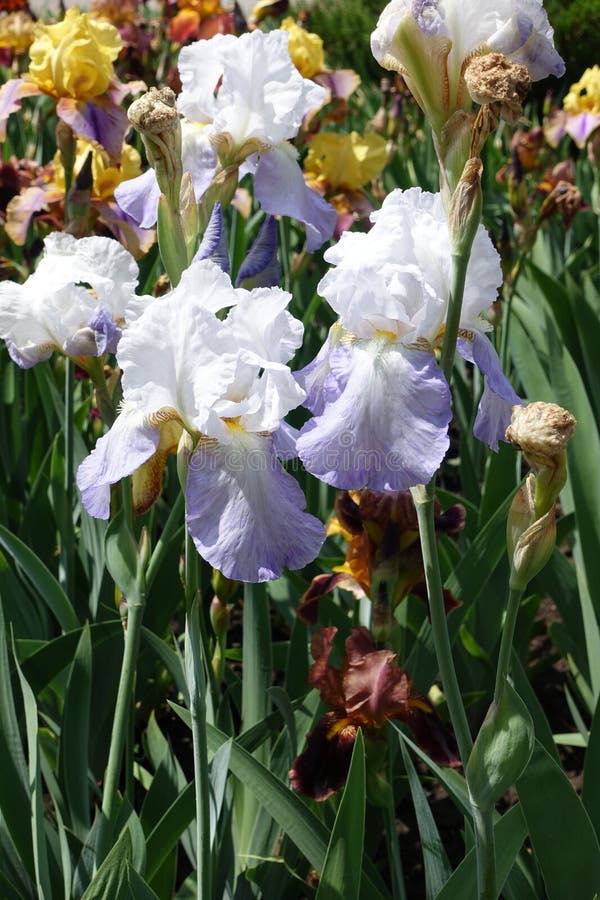Pale Violet Flowers of German Irises Stock Image - Image of falls, iris ...
