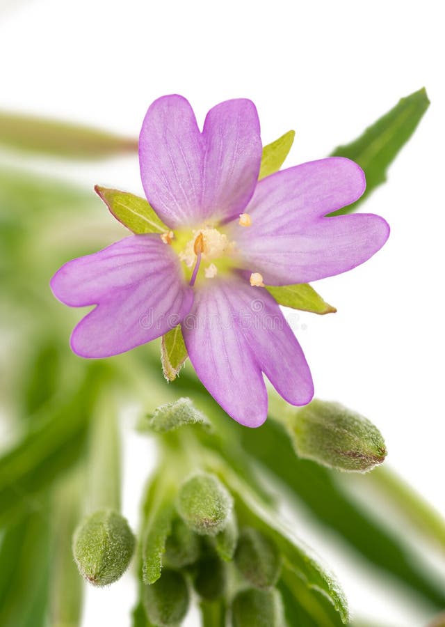 Epilobium Roseum Stock Photos - Free & Royalty-Free Stock Photos from ...