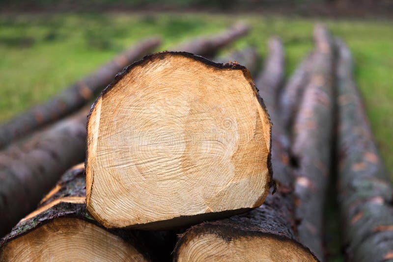 Pale Trees Standing Middle of the Blue Lake Stock Image - Image of ...