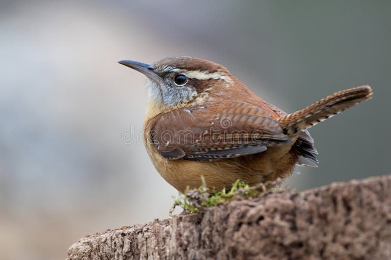 Pale Wren stock image. Image of fauna, bird, wild, nature - 83513143