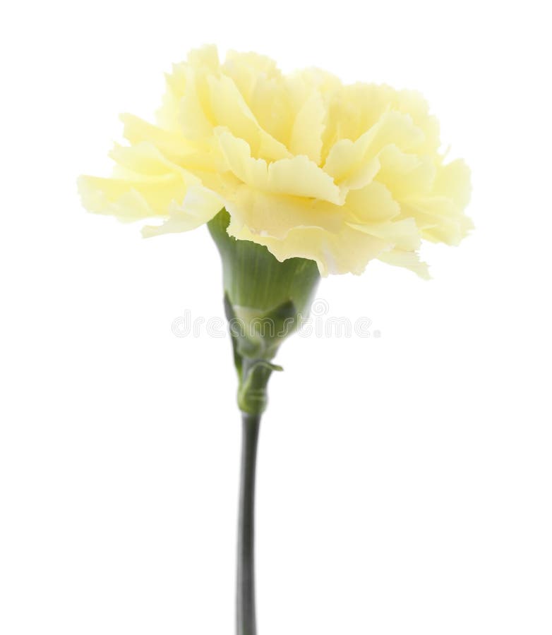 Pale Yellow Carnation Flowers Isolated Stock Image - Image of plant ...