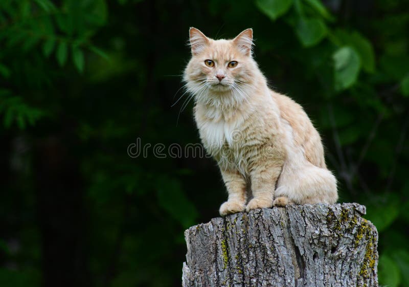Pale Yellow Cat Sitting on a Tree Stump. Stock Image - Image of ...