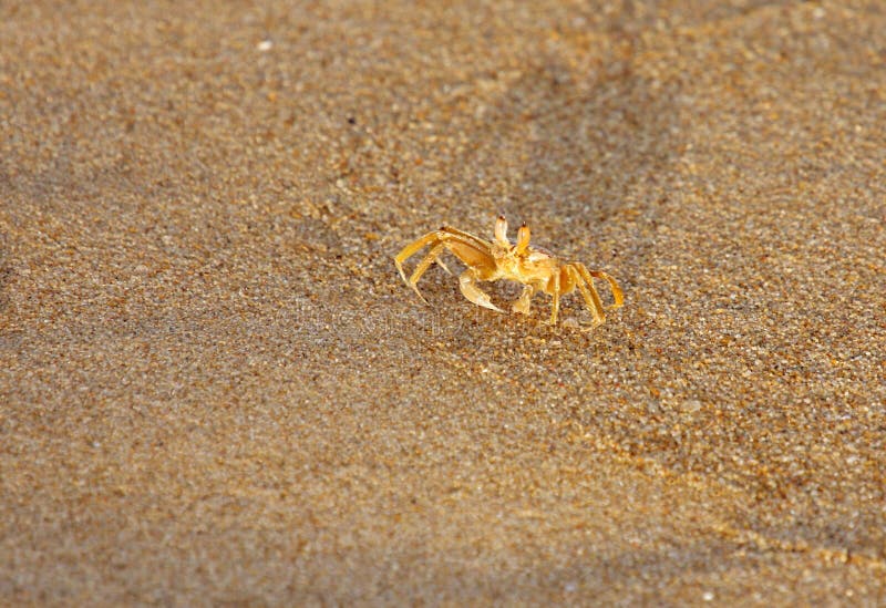 A Closeup Of Crab With Color Blending With Sand Stock Photo - Image of ...