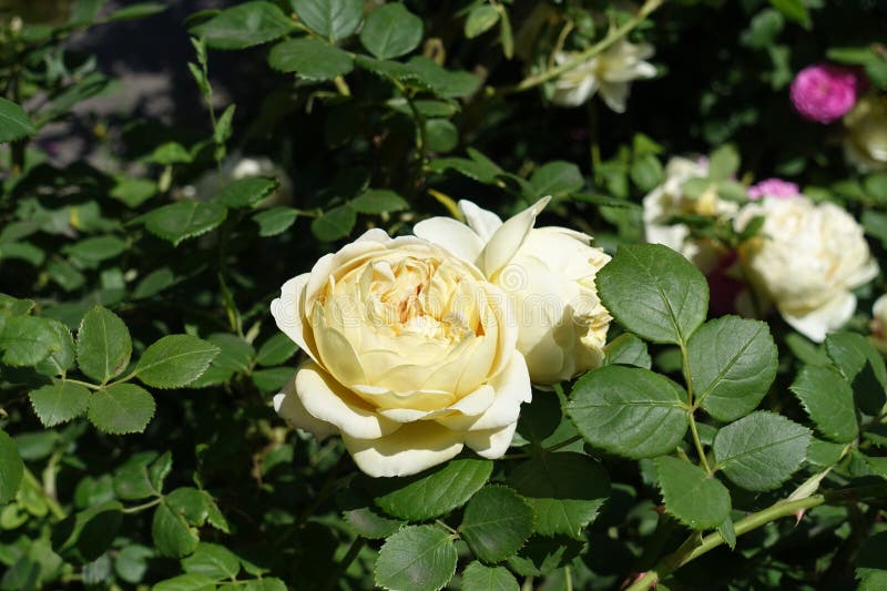 Pale Yellow Flower of Rose in June Stock Image - Image of pale ...