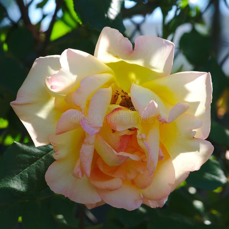 Pale yellow garden rose stock image. Image of leaf, love - 151089495