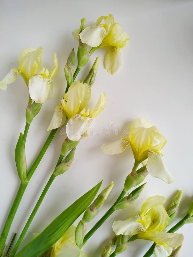 Pale Yellow Iris Isolated on a White Background Stock Photo - Image of ...