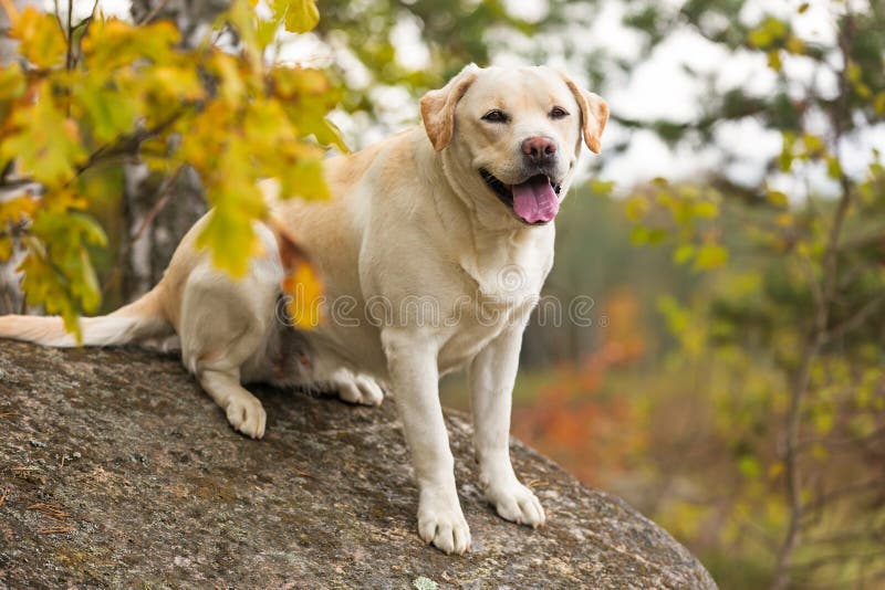 Pale and yellow labrador. stock image. Image of pedigree - 61184593