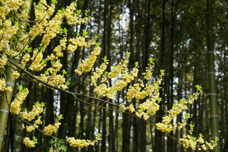 May chang blossoms stock photo. Image of yellow, beautiful - 273953974