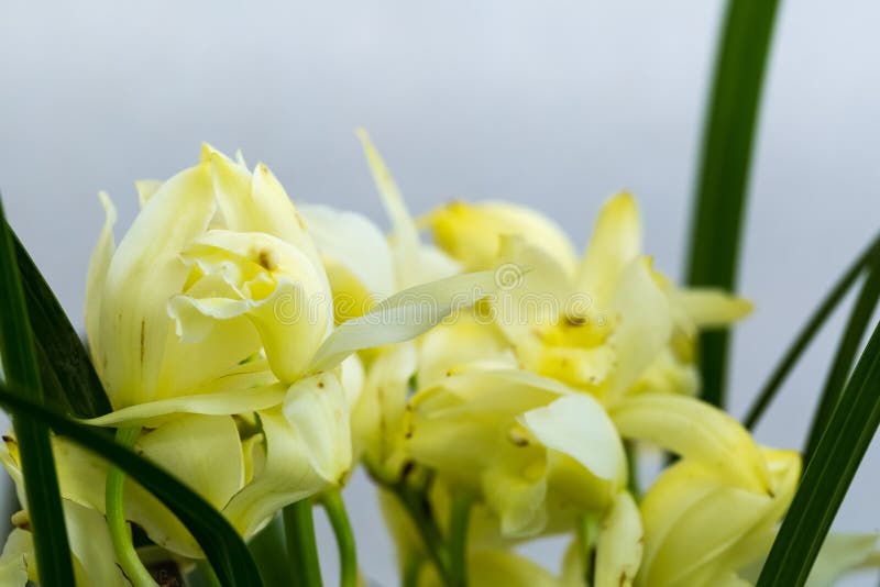 Pale Yellow Orchids Closeup Stock Image - Image of beautiful, blossom ...