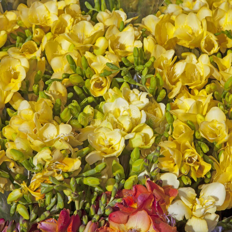 Pale Yellow and Purple Freesia Flower Stock Photo - Image of groot ...